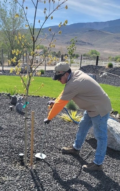 What Are the Signs of Ash Tree Disease?