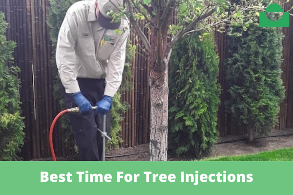 When Is The Best Time For Tree Injections?
