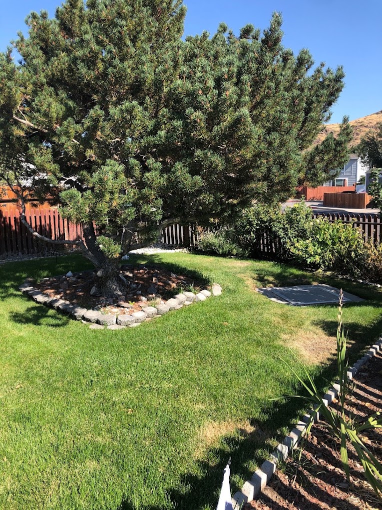 What Is Tree Topical Treatment - Hilow services