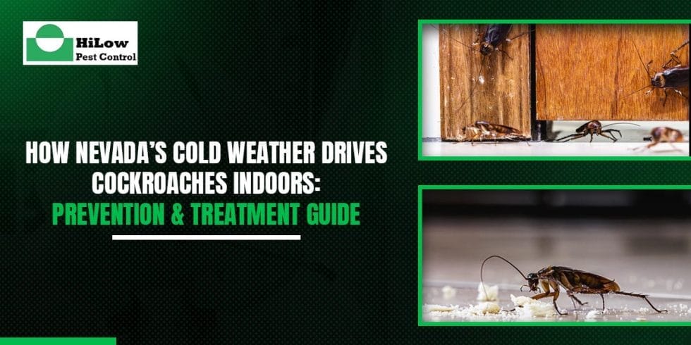 How Nevada’s Cold Weather Drives Cockroaches Indoors: Prevention ...